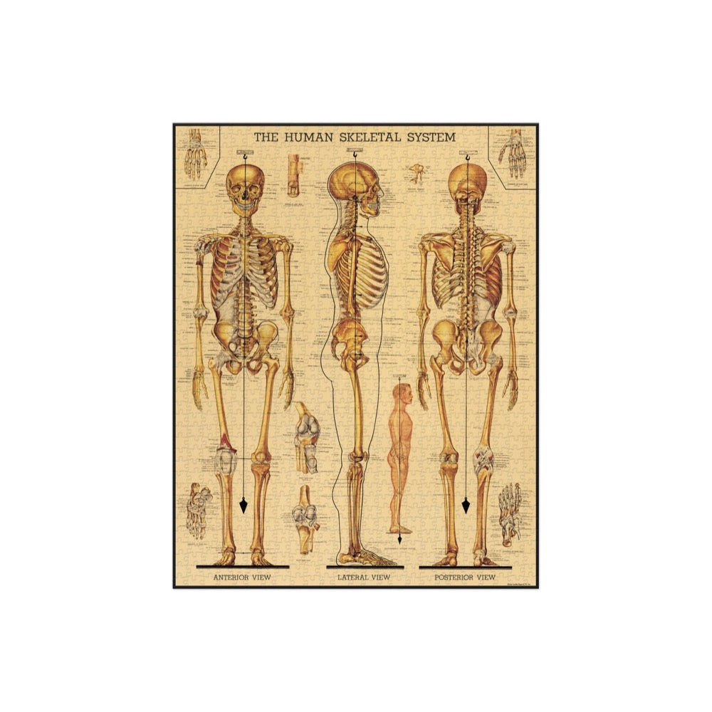 Cavallini Skeletal System 1000pc Jigsaw Puzzle – Metro Hobbies